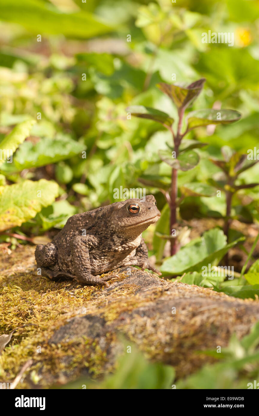 Common toad garden shelter hi-res stock photography and images - Alamy