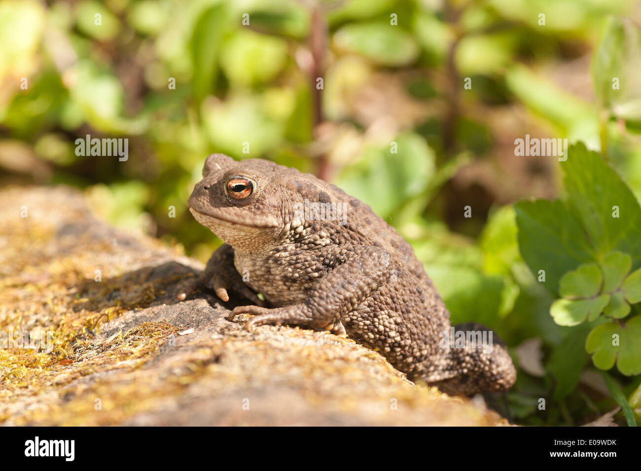 Adult common toad hunting for bugs and prey at ground level amongst ...