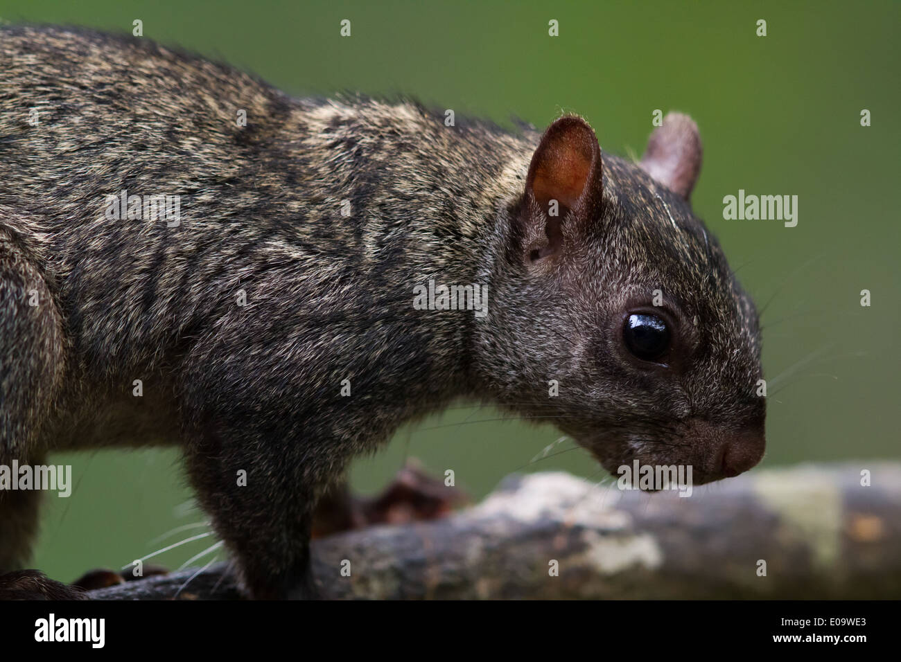 Yucatan Squirrel (Sciurus yucatanensis Stock Photo - Alamy