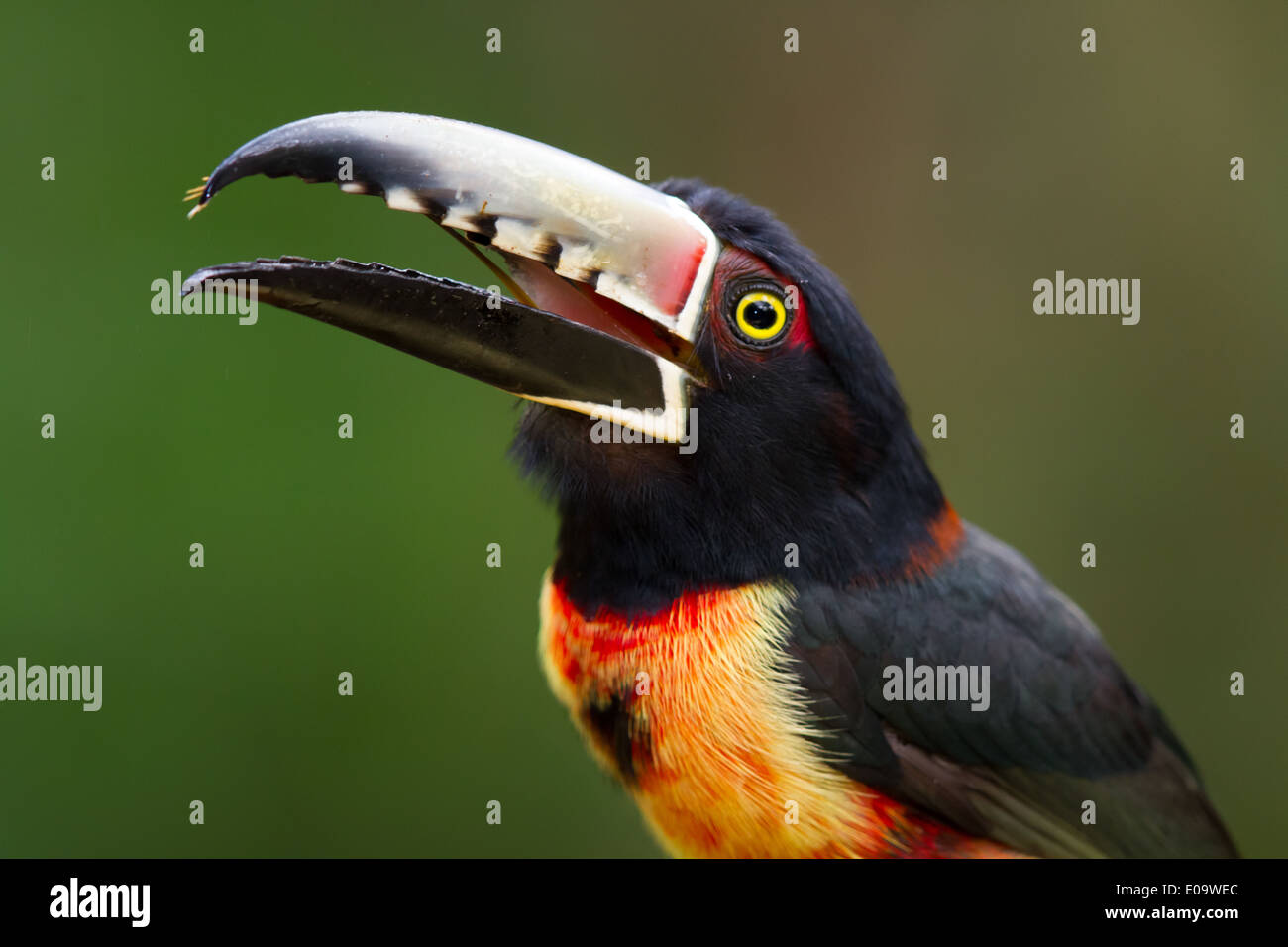 Collared Aracari (Pteroglossus torquatus Stock Photo - Alamy