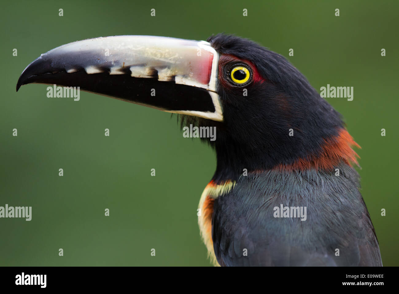 Collared Aracari (Pteroglossus torquatus Stock Photo - Alamy
