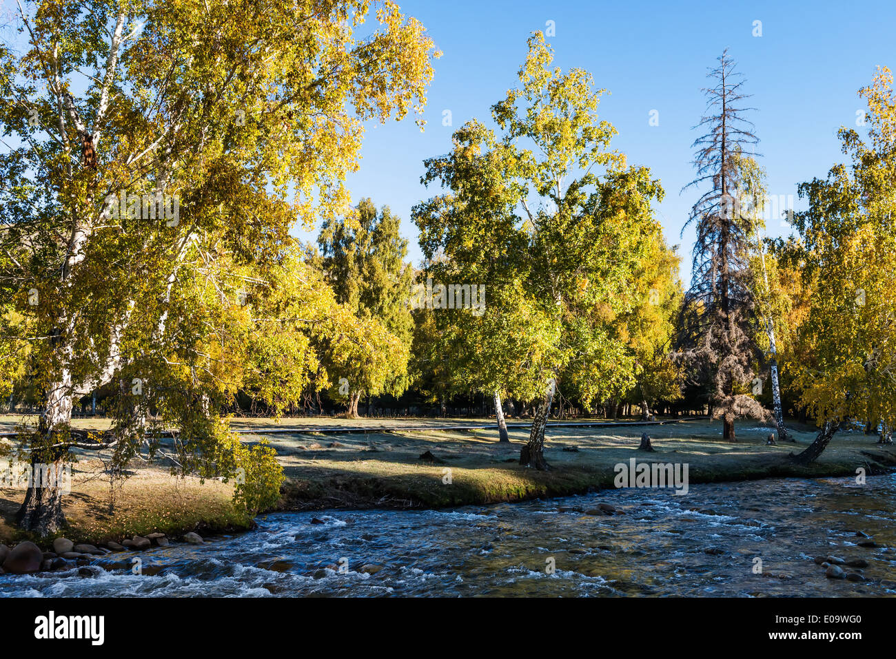 White fall birch trees with autumn leaves in background Stock Photo - Alamy