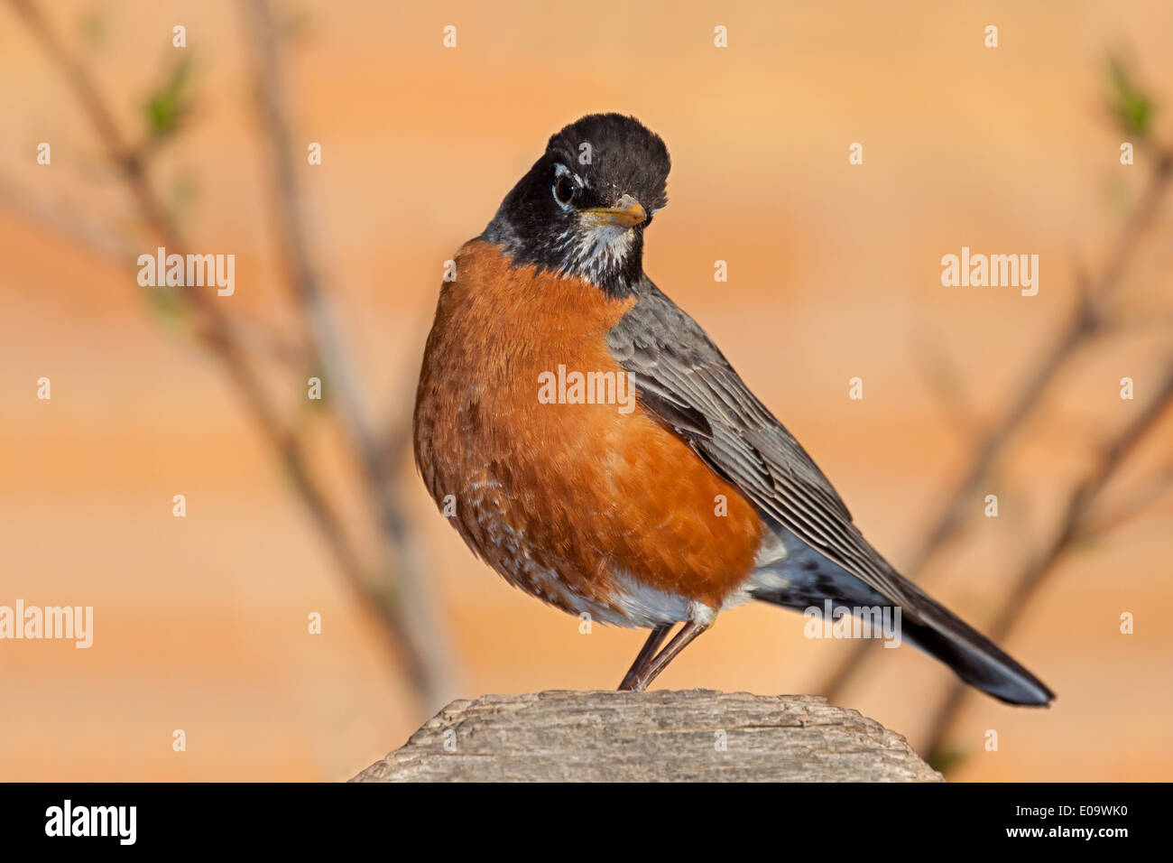 Framed robin hi-res stock photography and images - Alamy