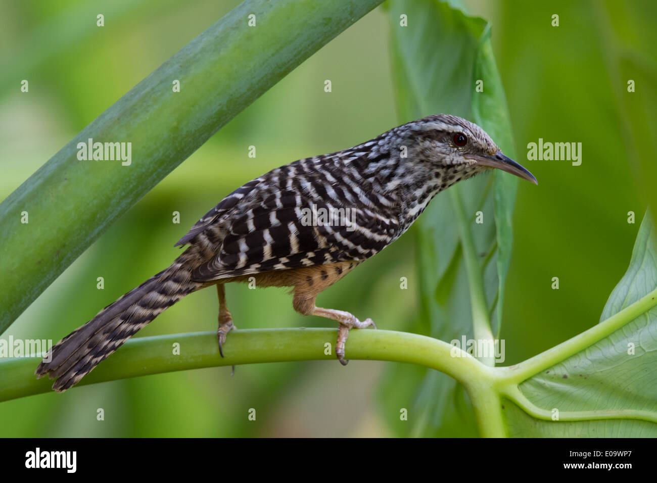 Zonatus High Resolution Stock Photography and Images - Alamy