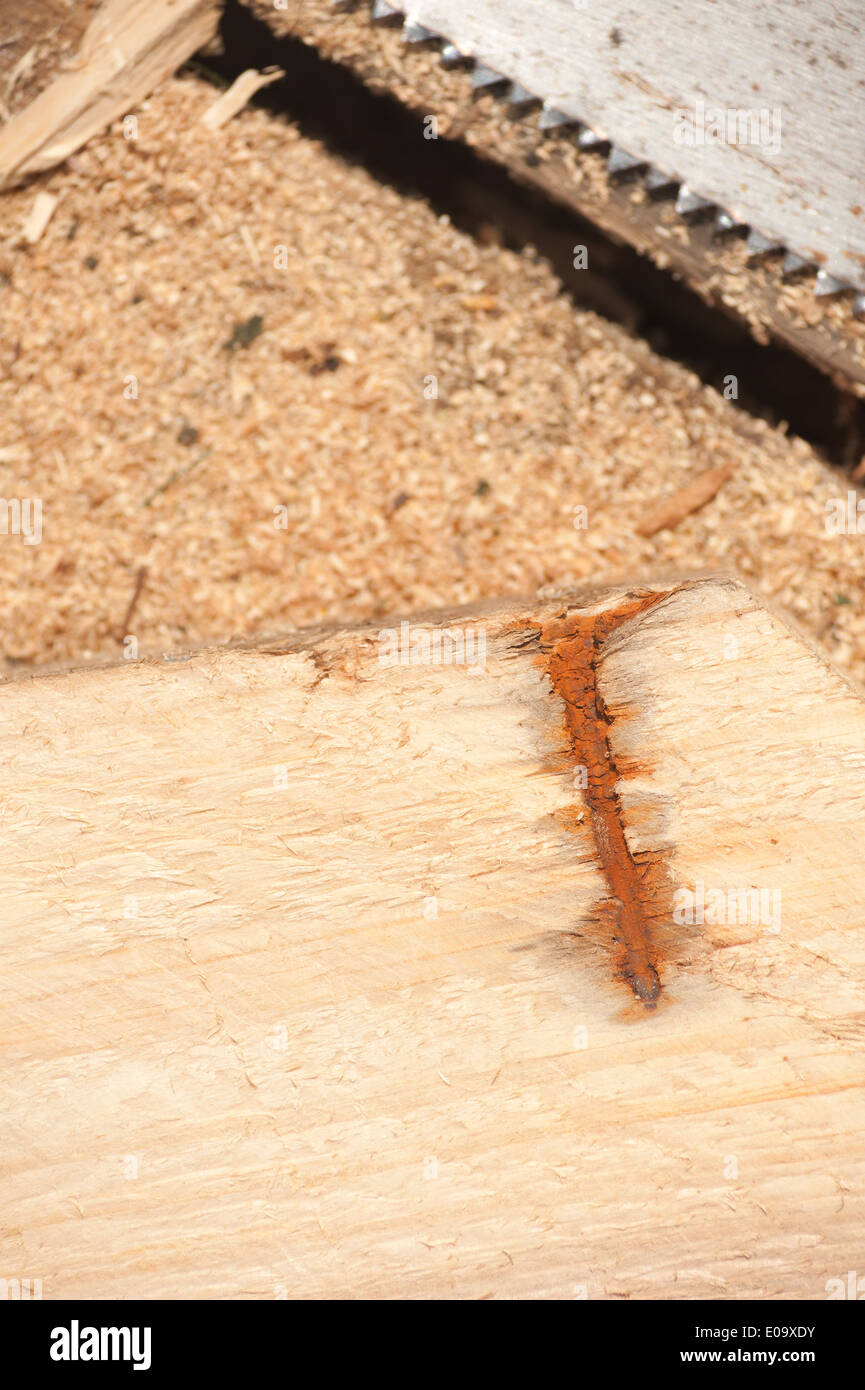 Sawn four by 2 inch seasoned re salvaged timber blunting saw as cutting ...