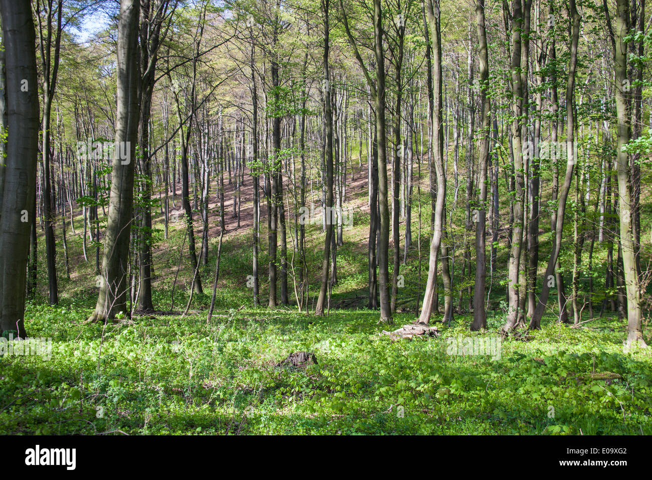Frühling im Deister Spring in Germany - Weserbergland Stock Photo - Alamy