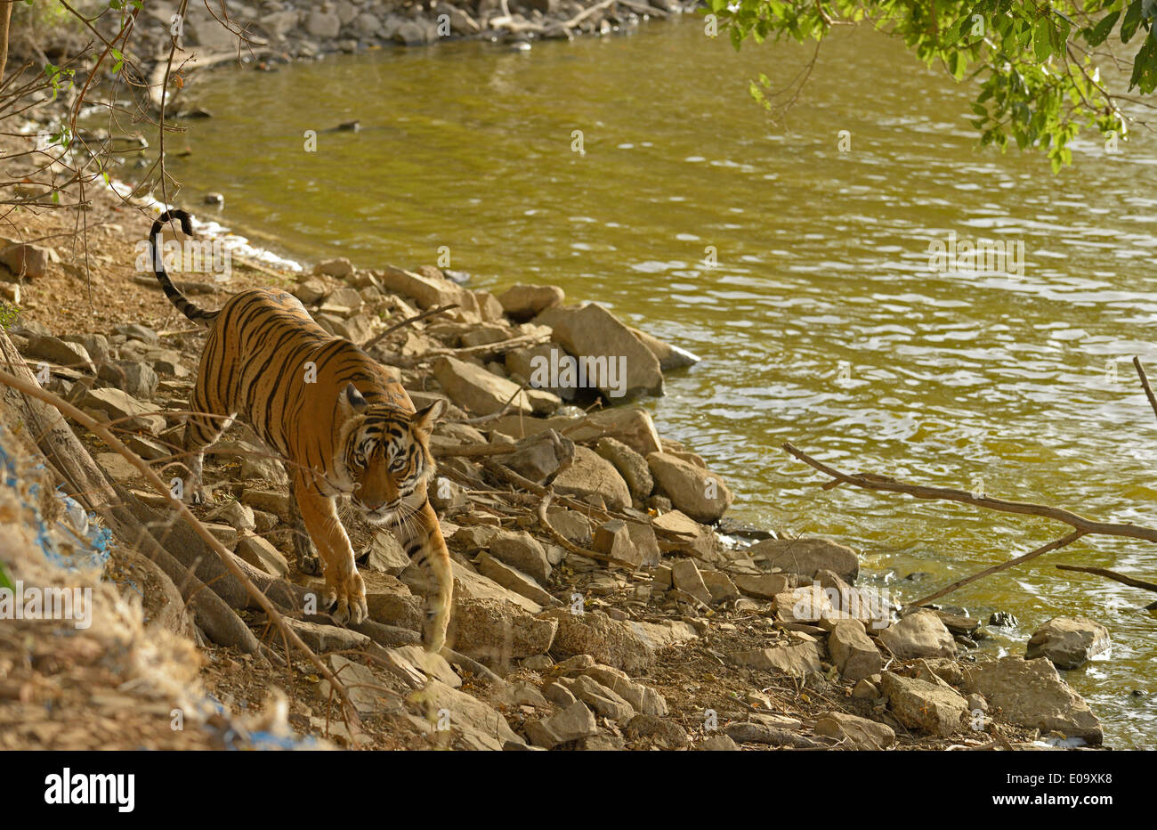 Bengal tiger walking along forest hi-res stock photography and images ...