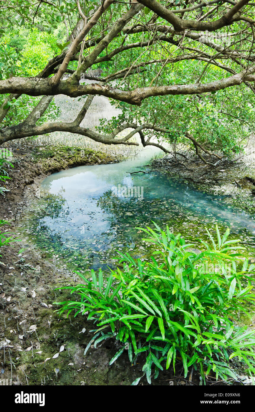 Tropical monsoon forest hi-res stock photography and images - Alamy