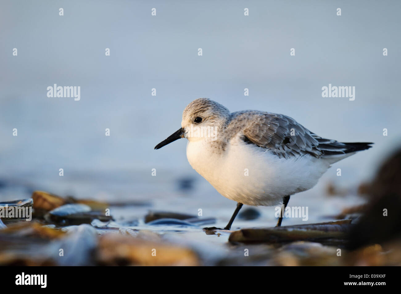 Sanderling (Calidris alba) adult in winter plumage feeding among razor ...