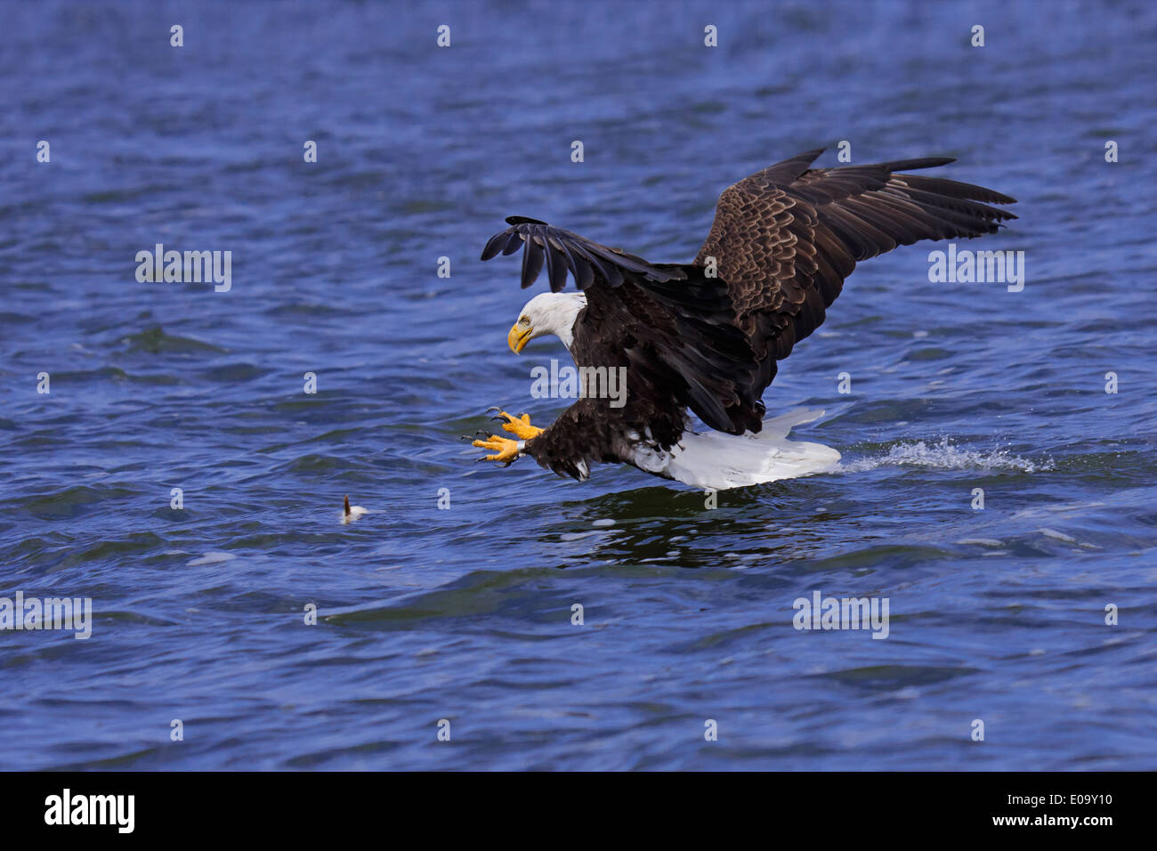 Bald eagle, talons spread wide open dives for a fish Stock Photo - Alamy