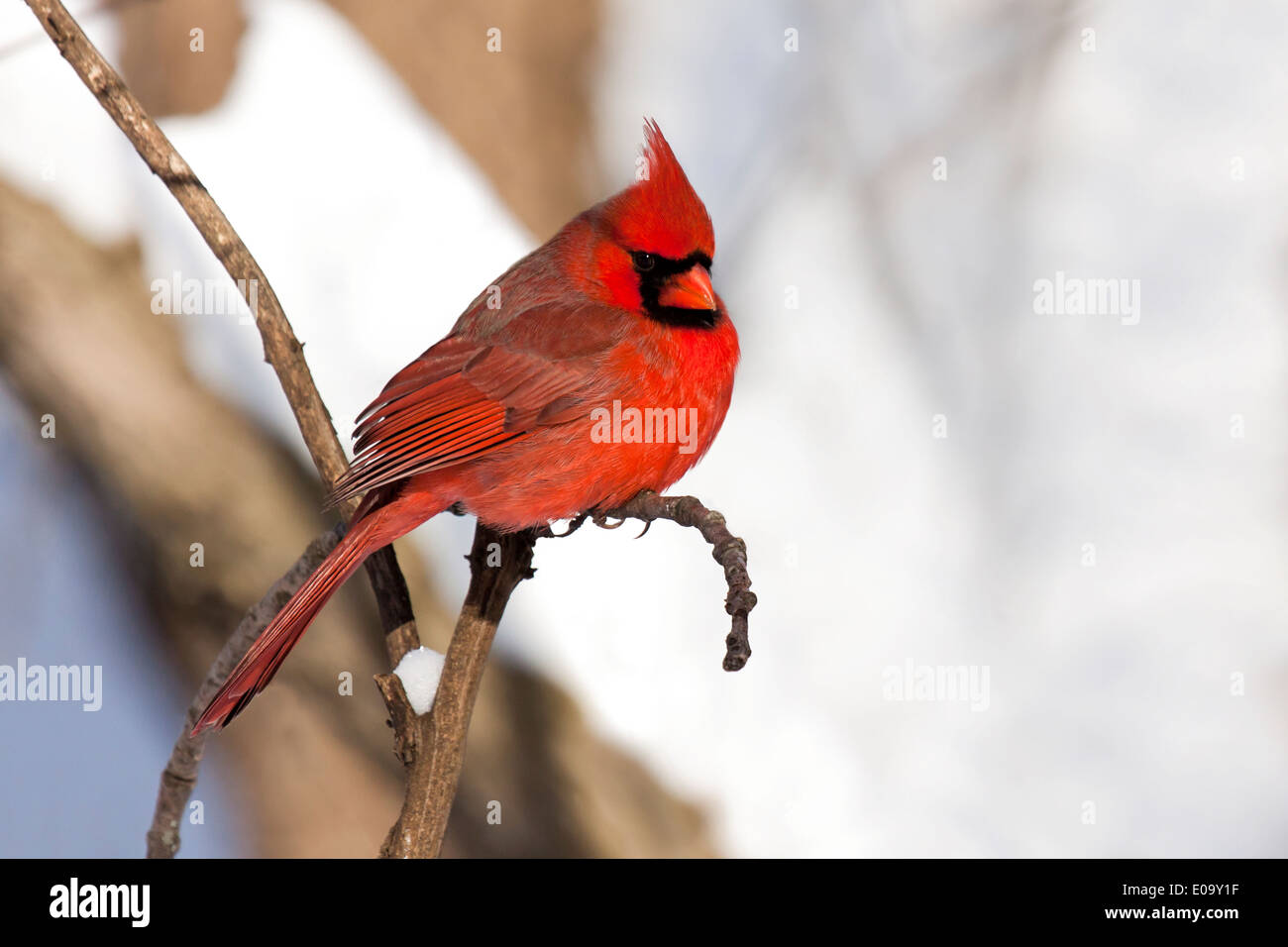 Red Cardinal Snow Stock Photos & Red Cardinal Snow Stock Images - Alamy