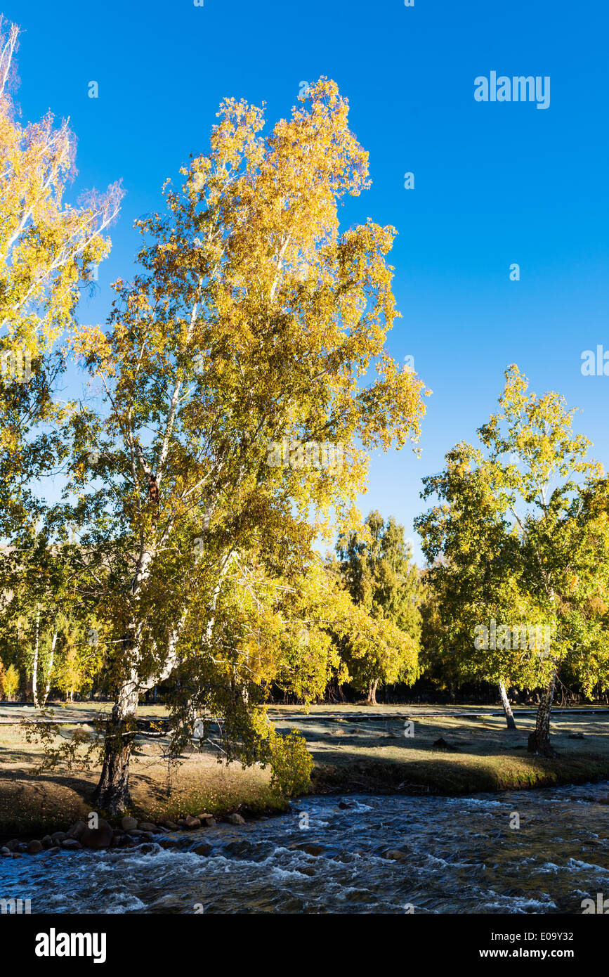 White fall birch trees with autumn leaves in background Stock Photo - Alamy