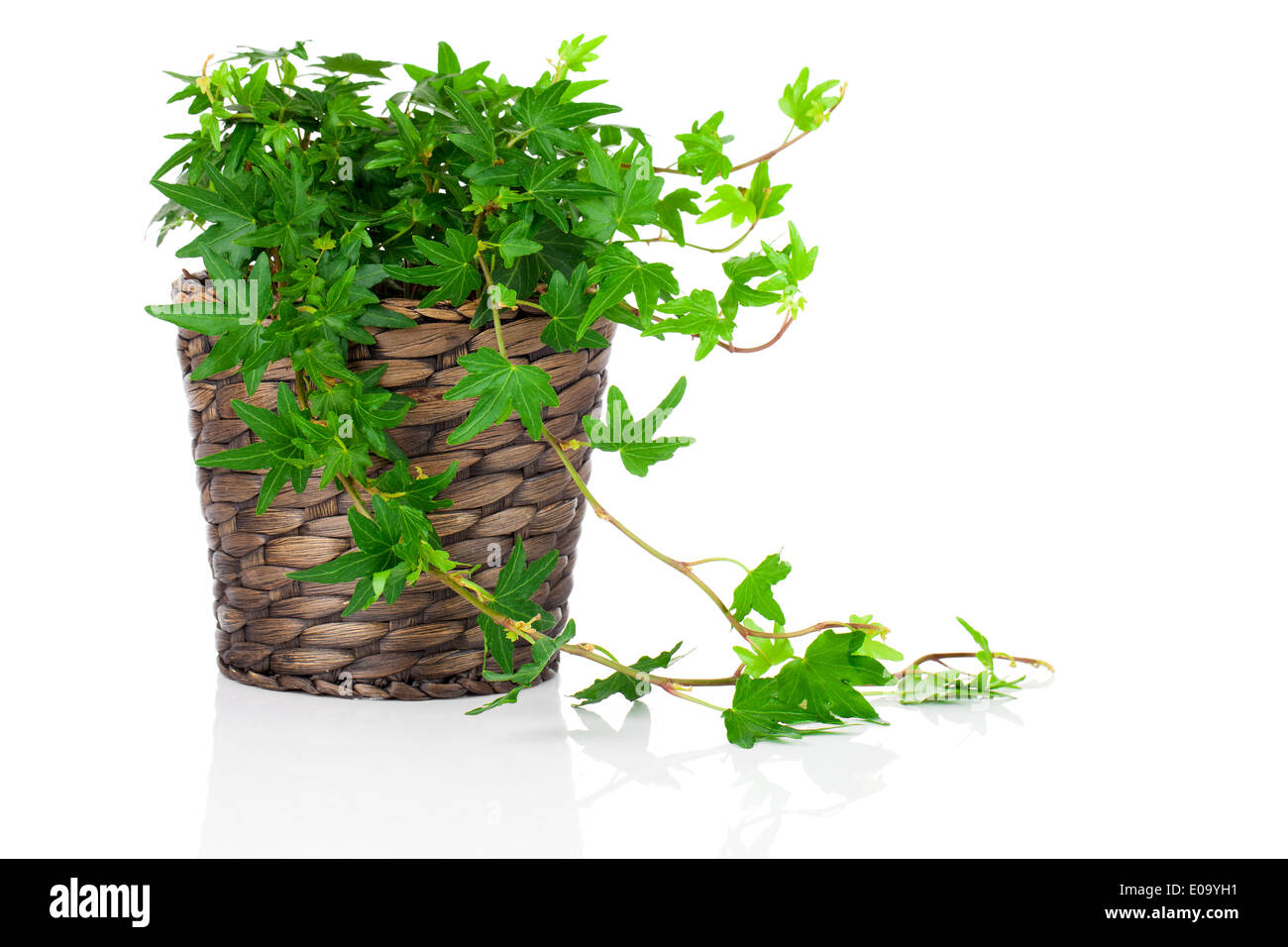 Ivy in plant pot hi-res stock photography and images - Alamy