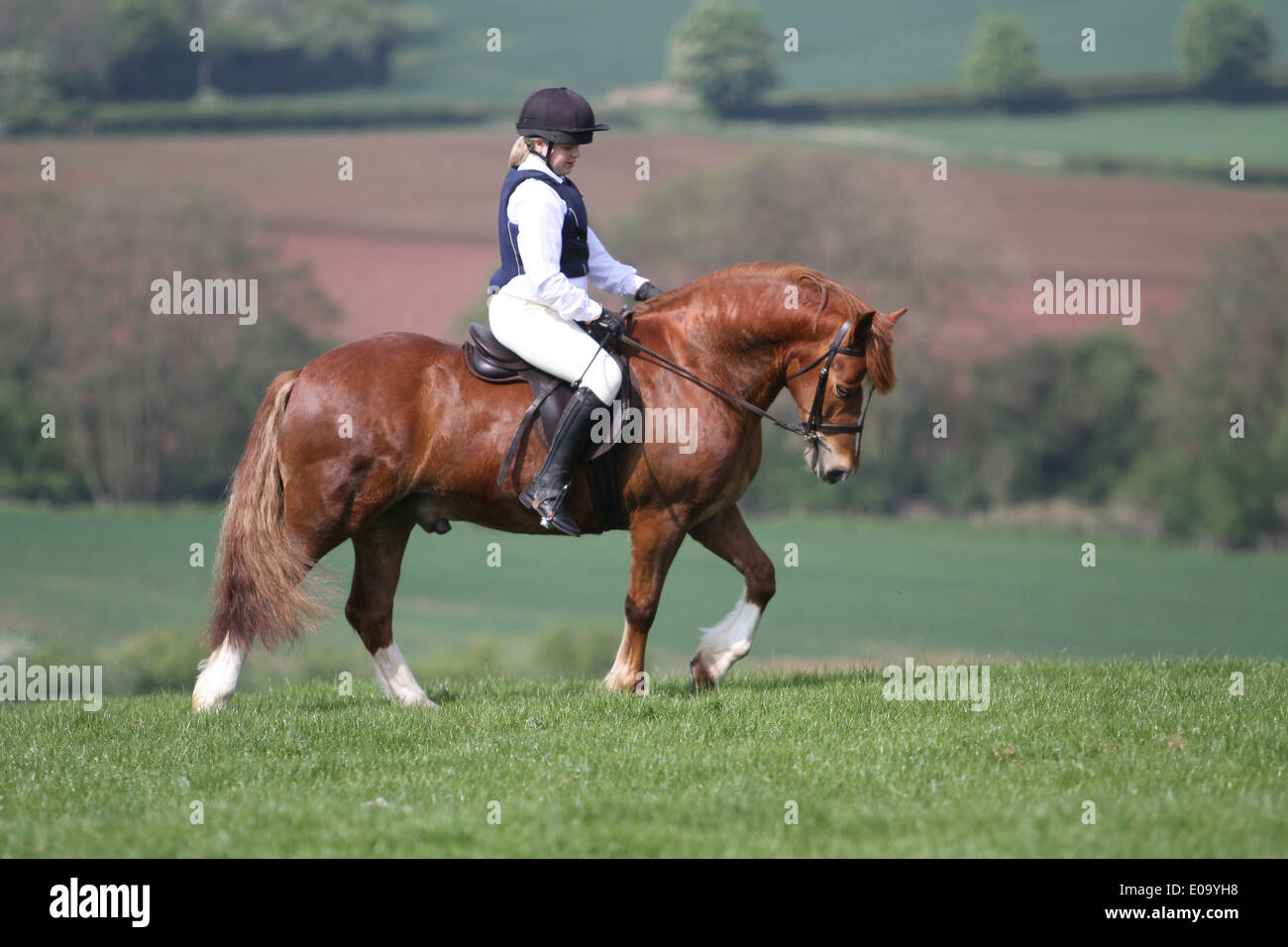 A rider and her horse walking through a field at a local show Stock ...