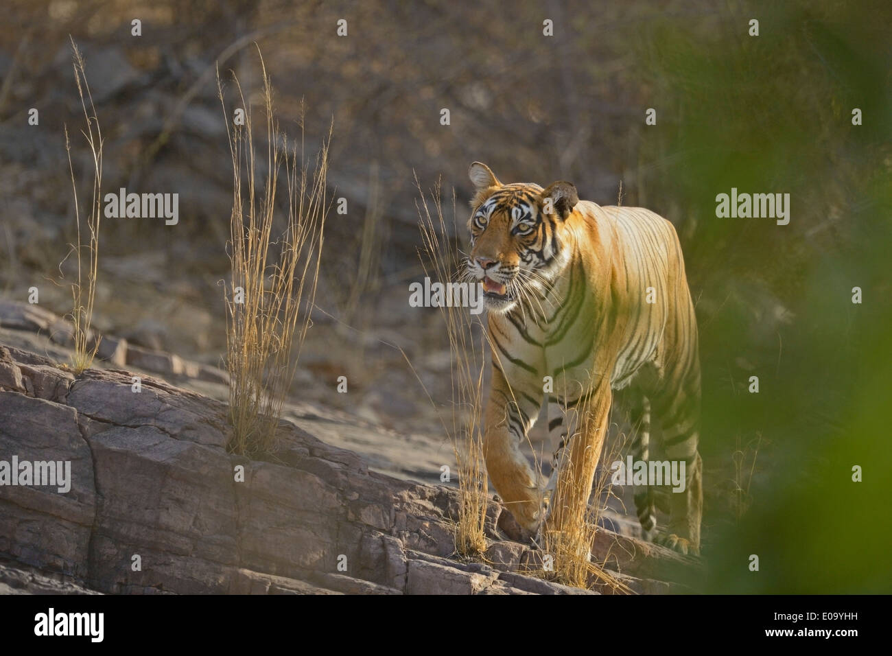 Walking on hot rocks hi-res stock photography and images - Alamy