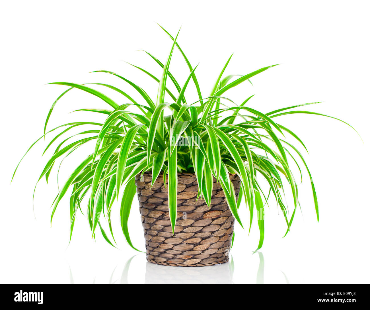 Pla background hi-res stock photography and images - Alamy