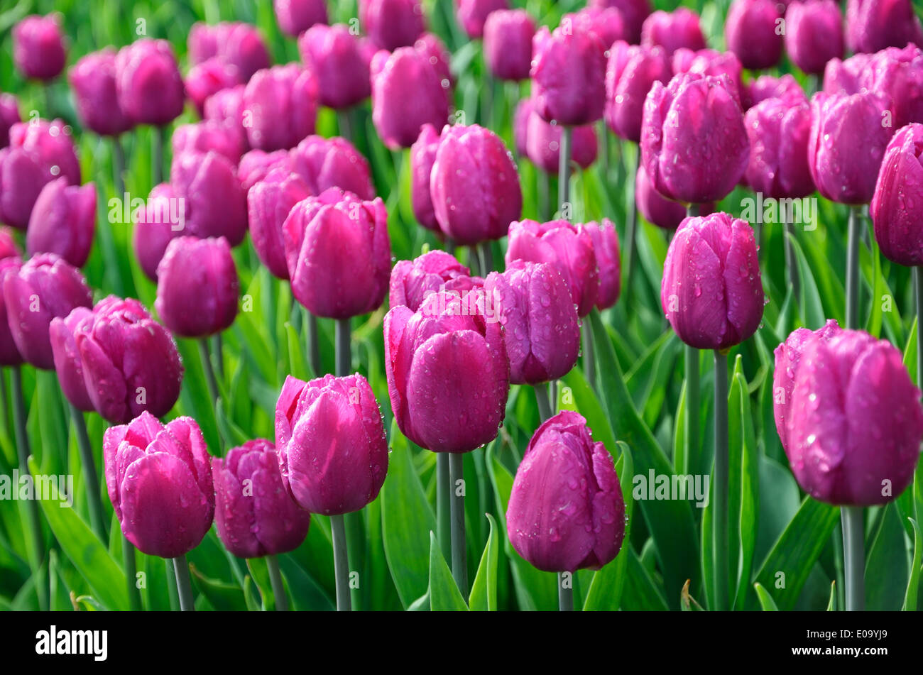 Dense flower heads hi-res stock photography and images - Alamy