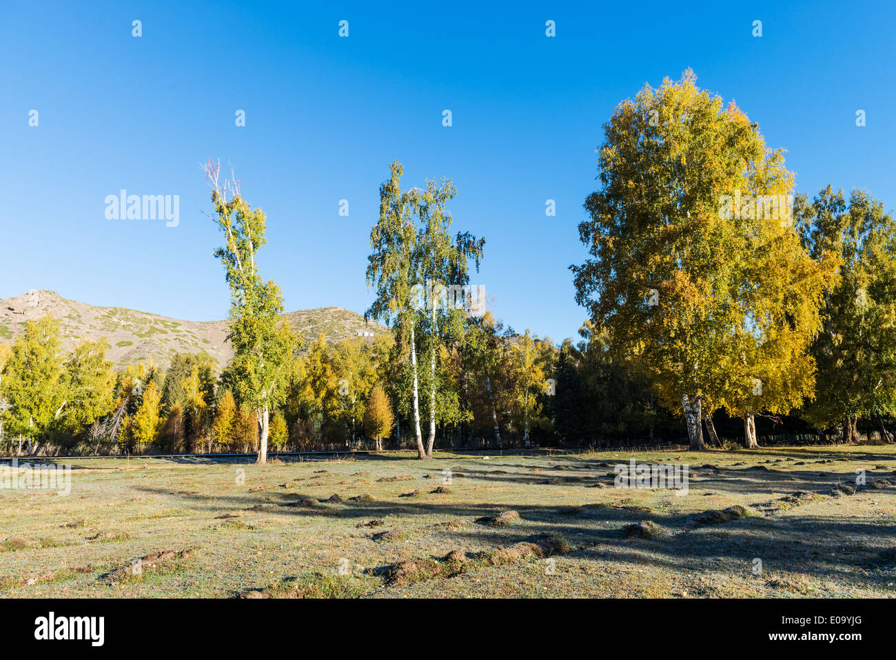 White fall birch trees with autumn leaves in background Stock Photo - Alamy