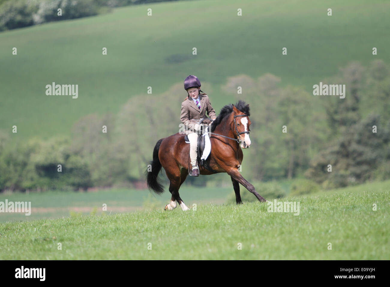 Horse Cantering In A Field