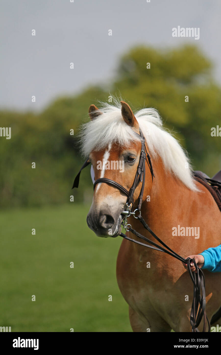 Palomino female hi-res stock photography and images - Alamy