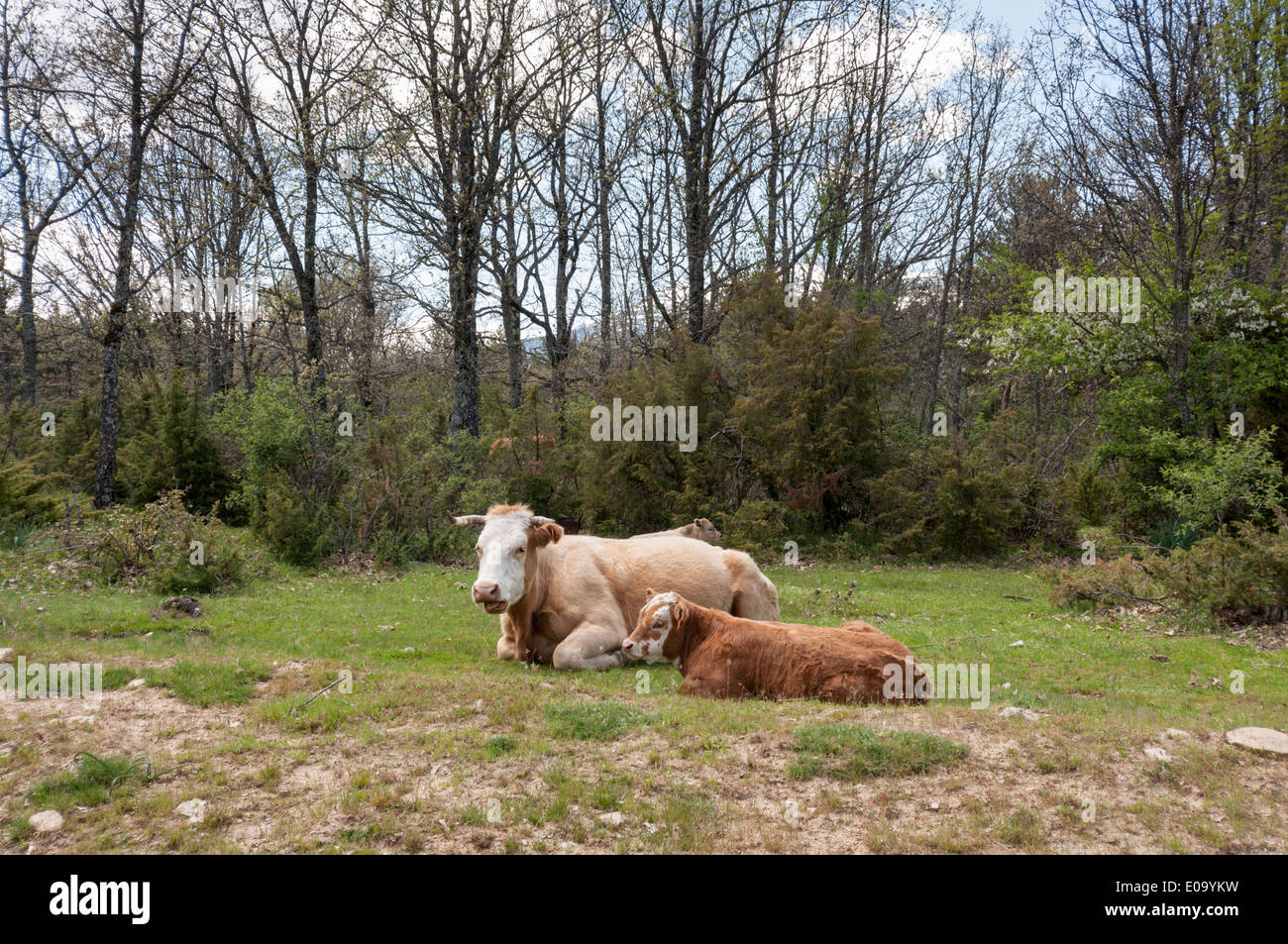 Cow and calf resting in the forest. Photo taken in Rascafria, Madrid ...