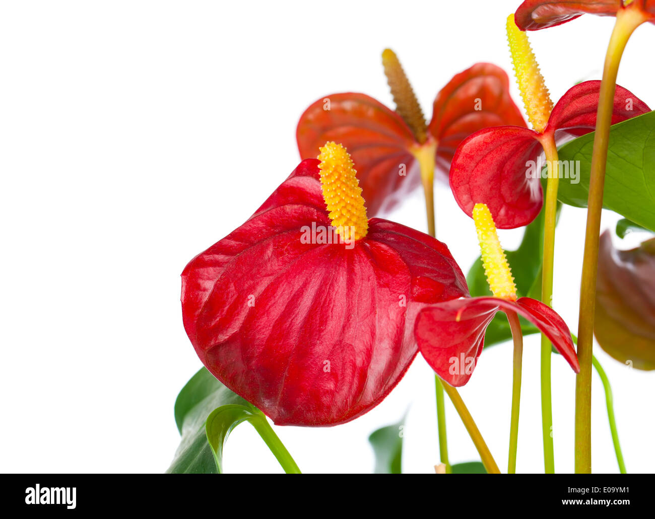 Red Anthurium Flower Isolated On White Background Common Names Include Anthurium Tailflower red-anthurium-flower-isolated-on-white-background-common-names-include-anthurium-tailflower