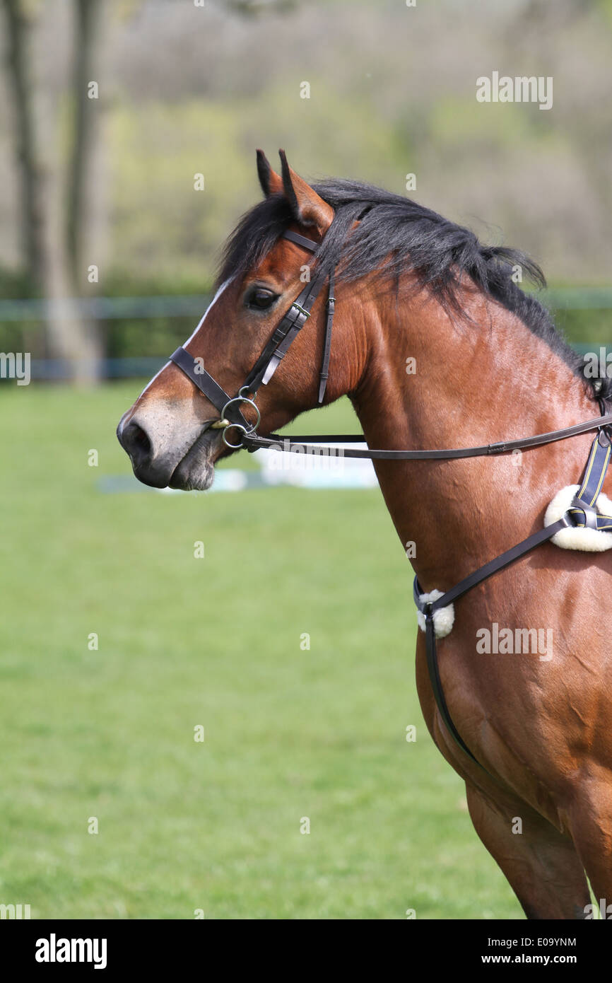 The head of a beautiful bay horse standing still Stock Photo - Alamy