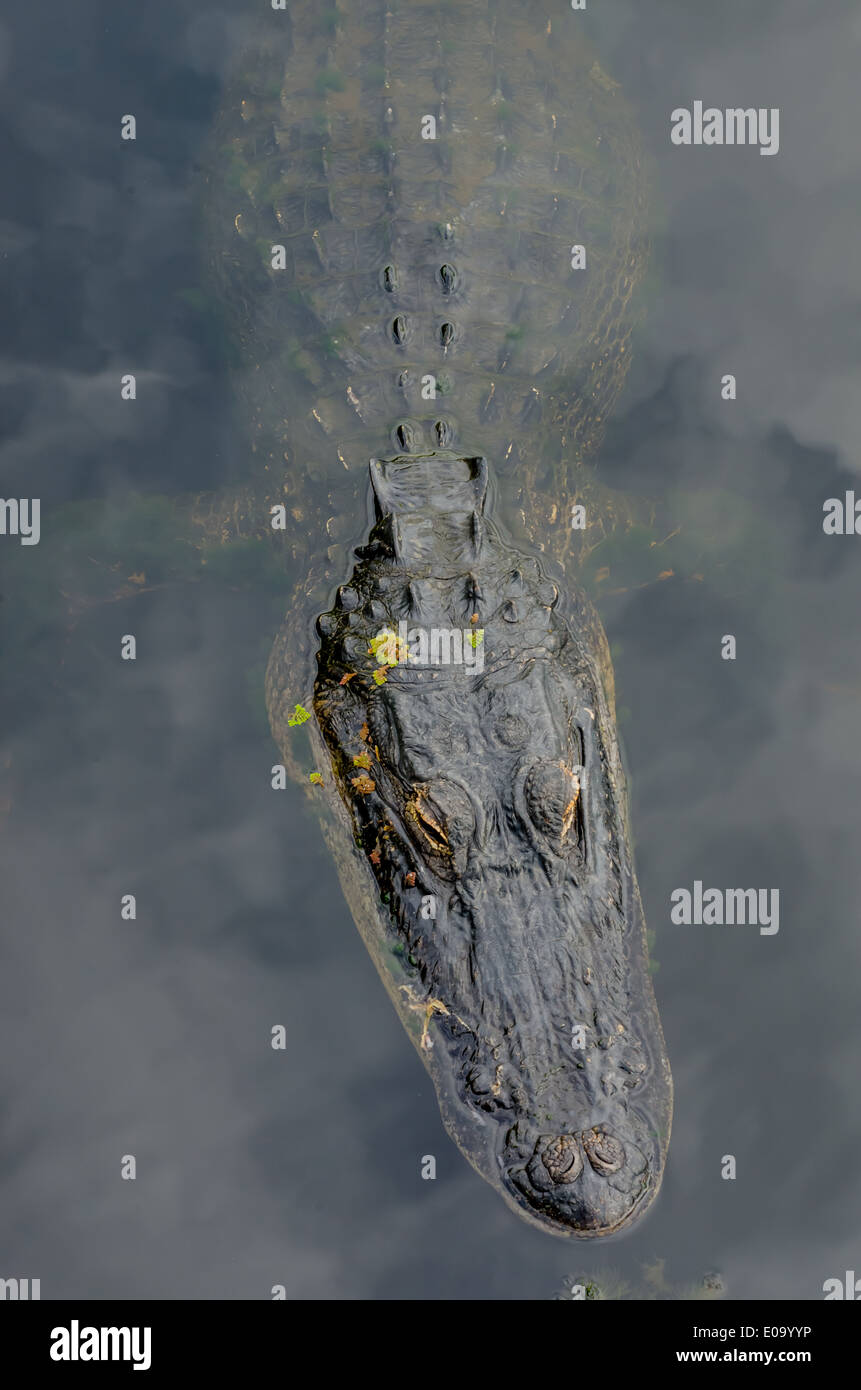 Alligator surfaces to river top so that head and torso are visible ...