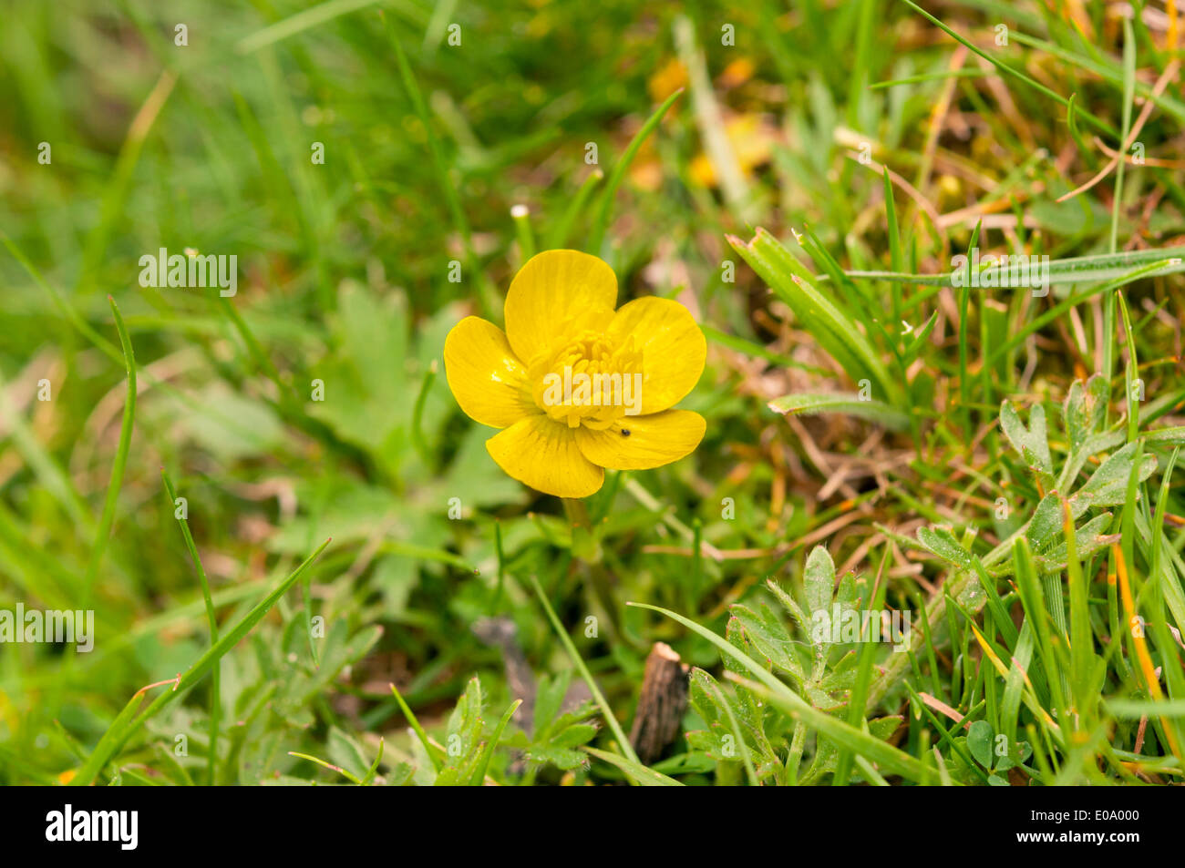 Flower of Bulbous buttercup, Ranunculus bulbosus. It is a perennial ...