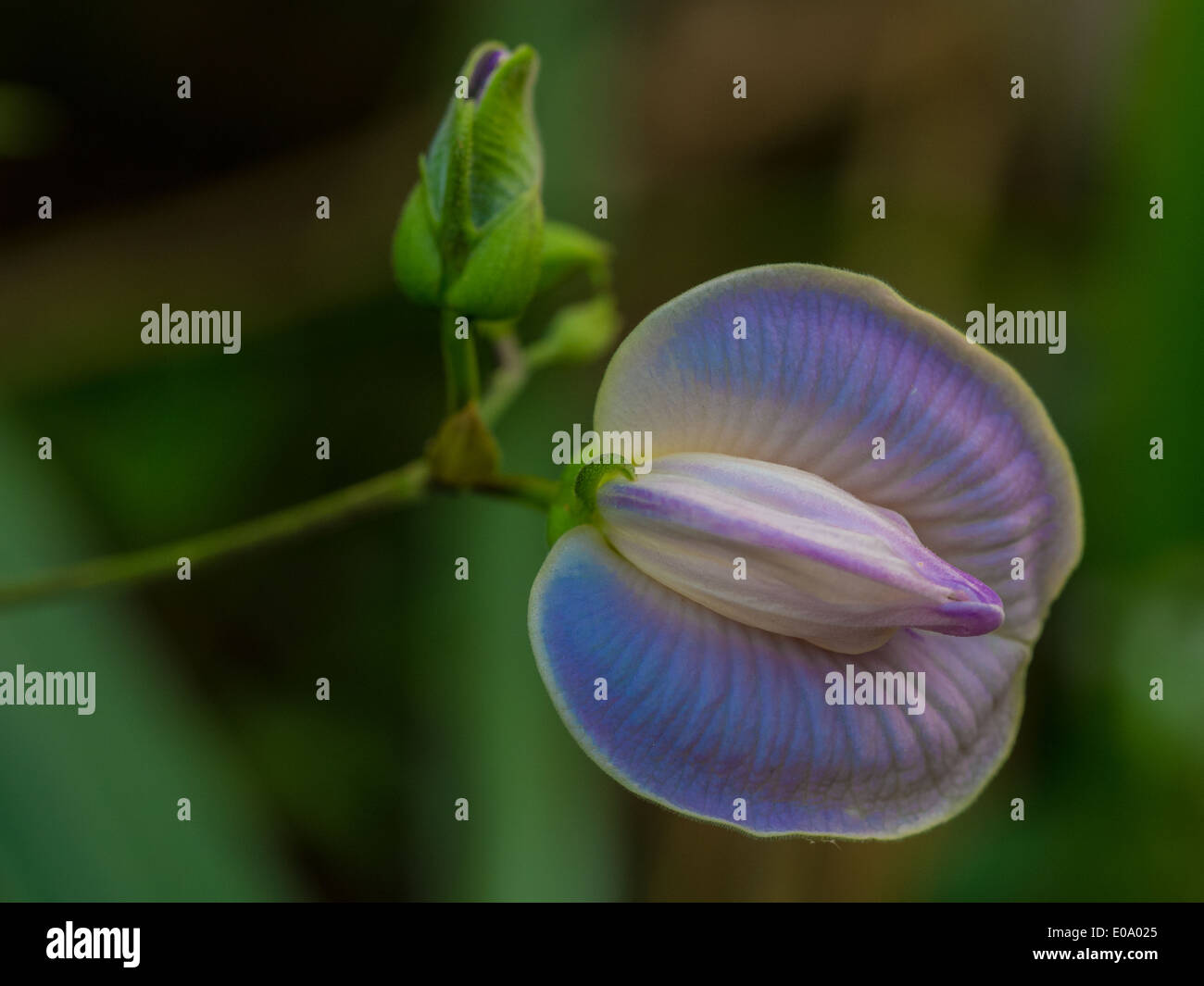 Butterfly pea (Centrosema pubescent Stock Photo - Alamy