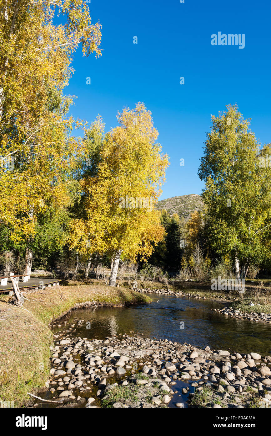 White fall birch trees with autumn leaves in background Stock Photo - Alamy