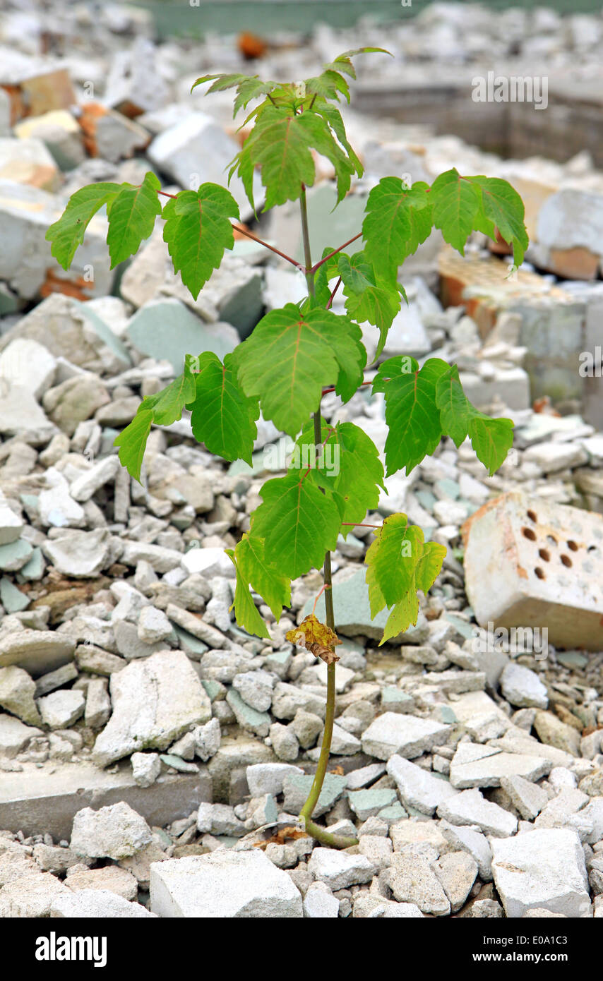 Pollution garbage plant growing hi-res stock photography and images - Alamy