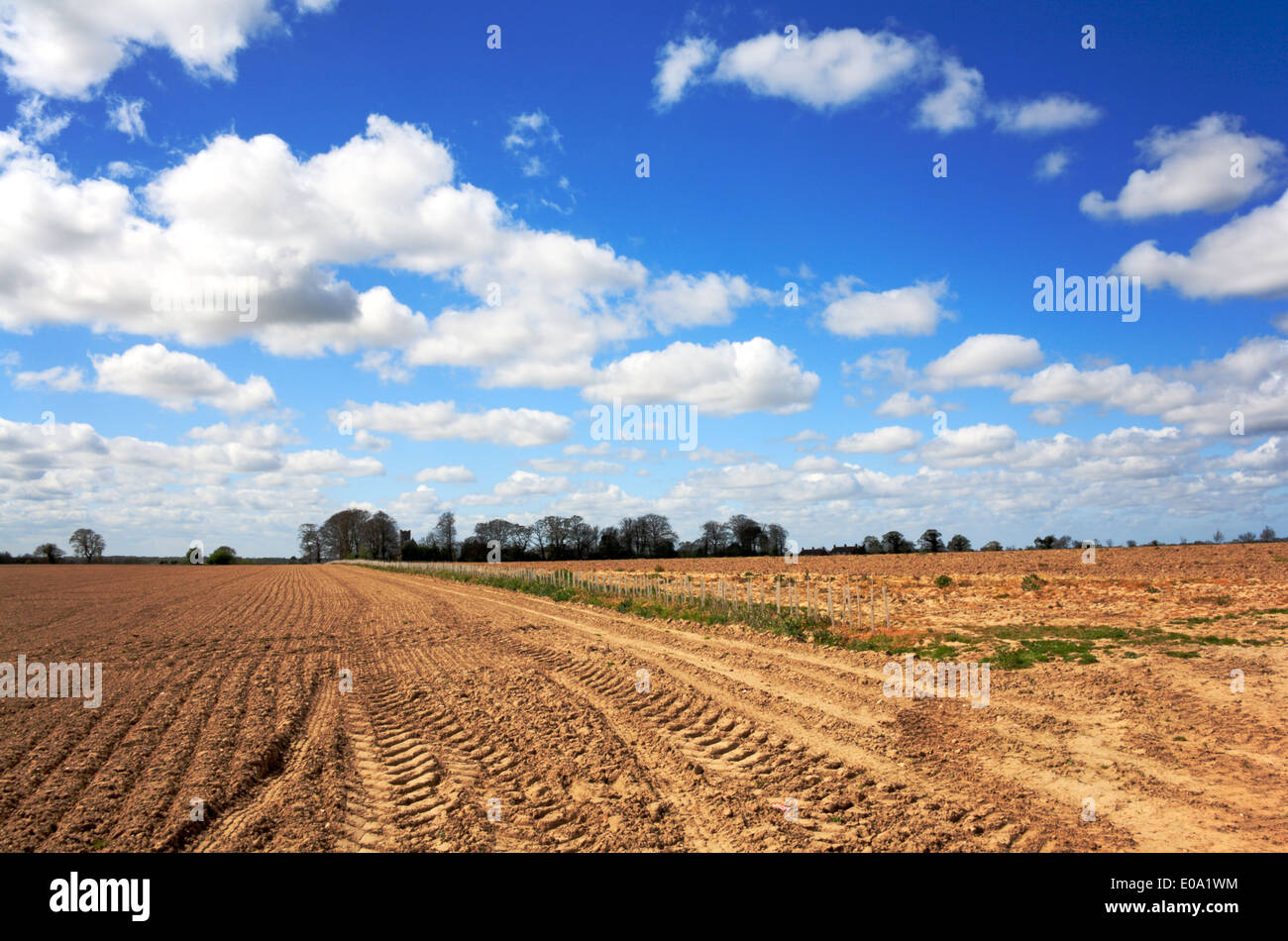 A view of tilled arable farmland in spring in the Norfolk countryside ...