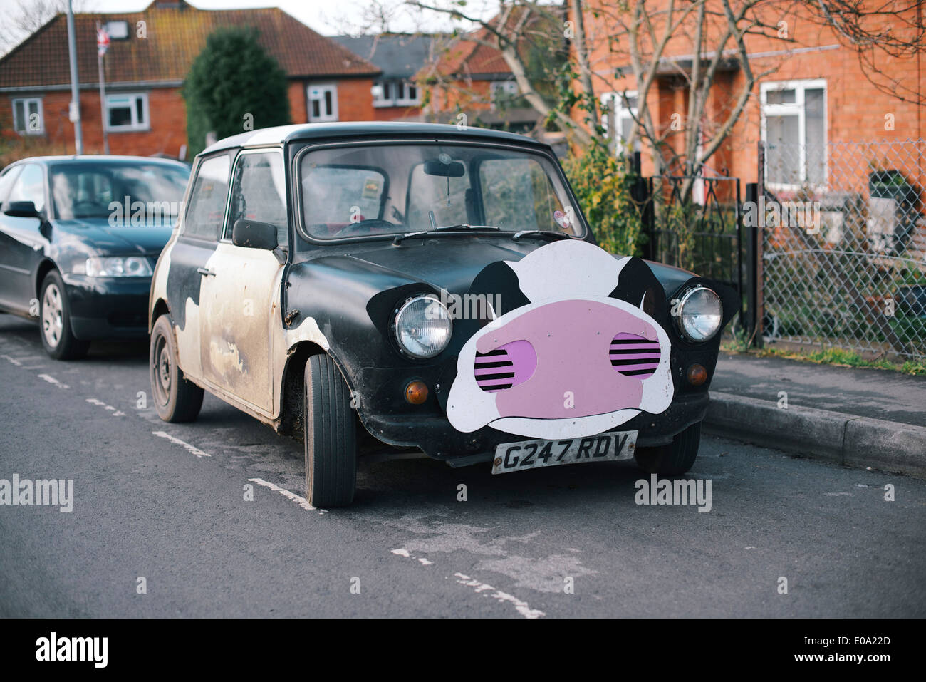 Mini Car decorated like a Cow Stock Photo - Alamy