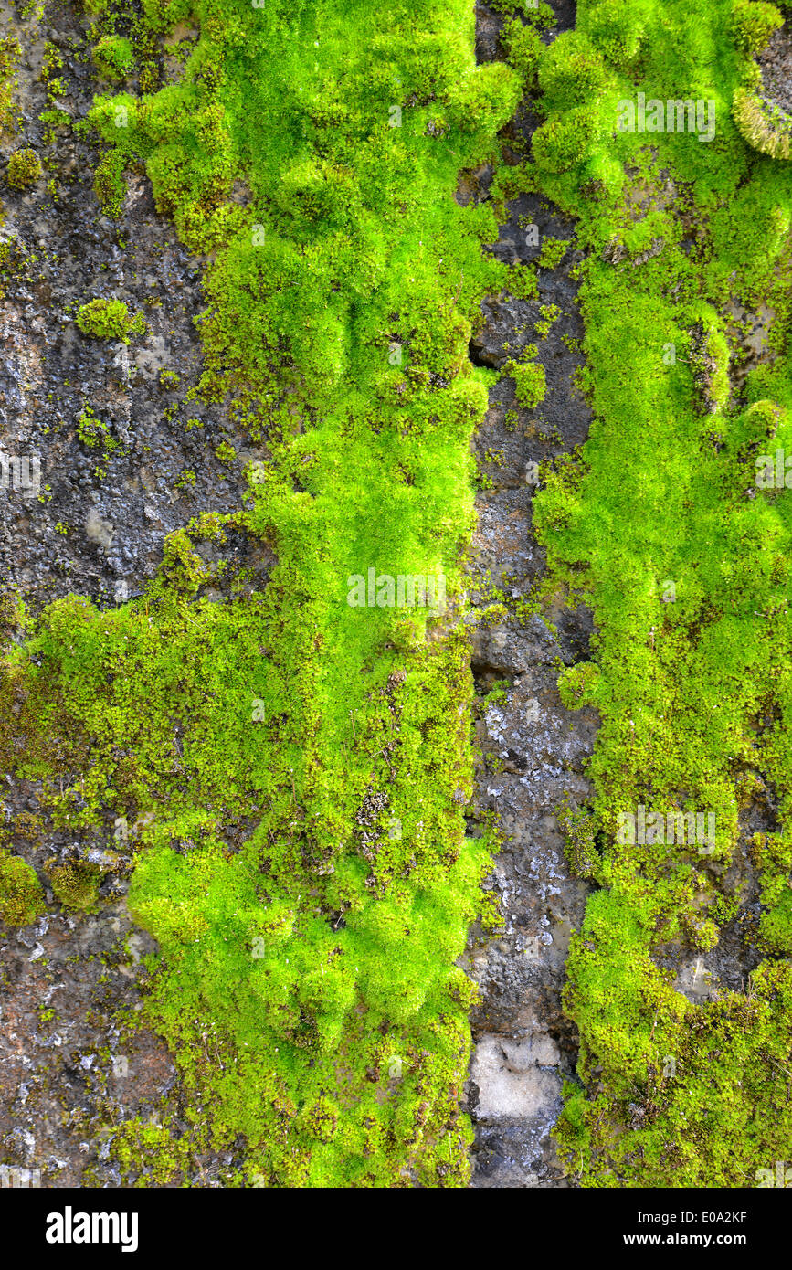 green moss on the wall texture background Stock Photo - Alamy