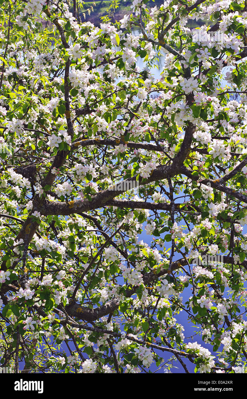 Apple river hi-res stock photography and images - Alamy