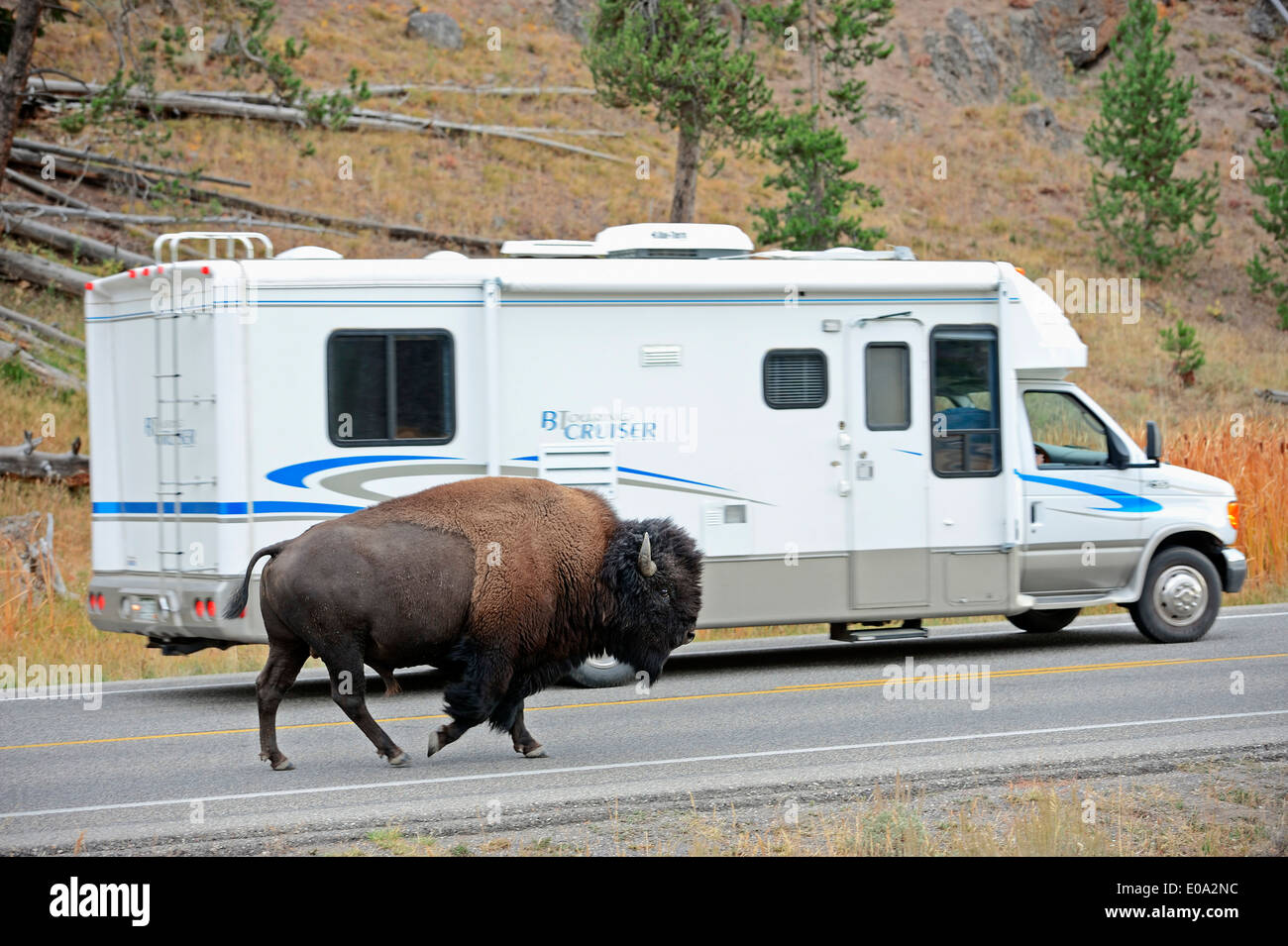 American Bison or American Buffalo (Bison bison), male walking on a ...