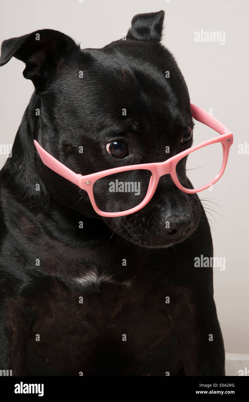 Black staffie dog wearing pink glasses Stock Photo - Alamy