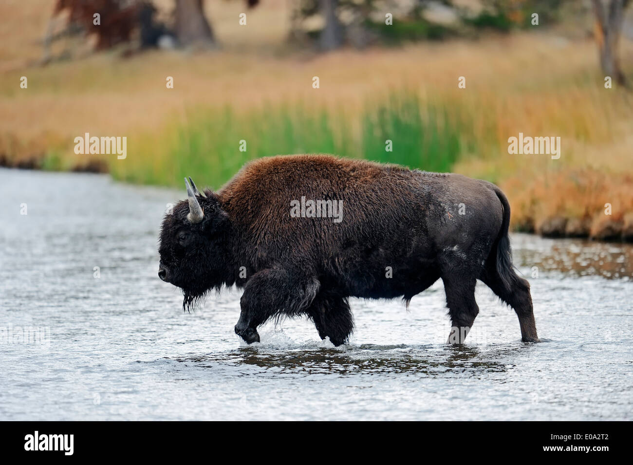 American Bison or American Buffalo (Bison bison), male crossing a river ...
