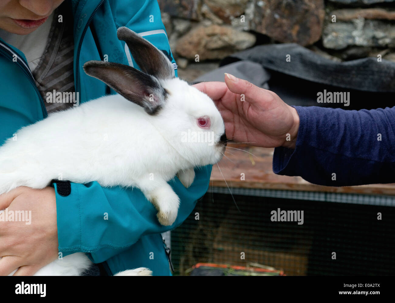 Petting cute rabbit Stock Photo - Alamy
