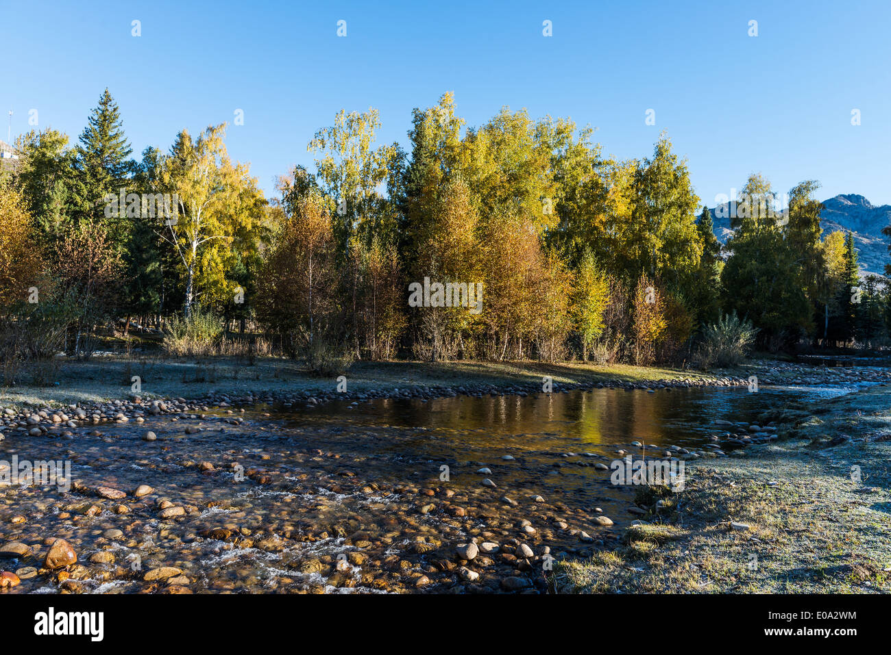 White fall birch trees autumn hi-res stock photography and images - Alamy