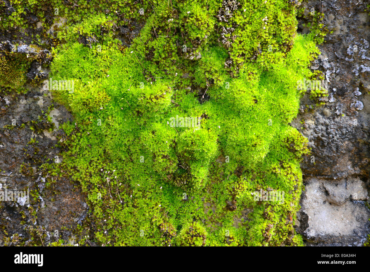 green moss on the wall texture background Stock Photo - Alamy