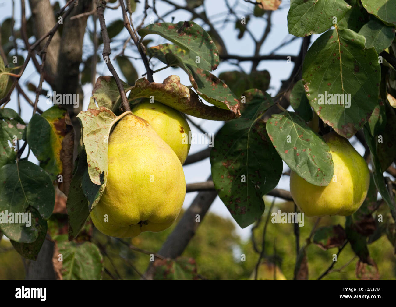 yellow pears on tree Stock Photo - Alamy