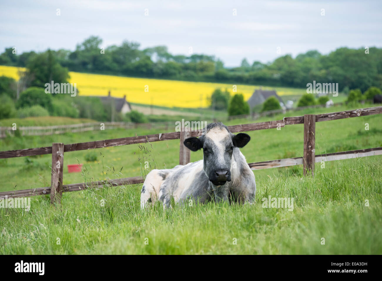 Belgian blue cow hi-res stock photography and images - Alamy