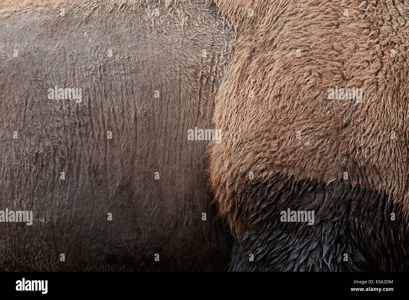 American Bison or American Buffalo (Bison bison), male, coat detail ...