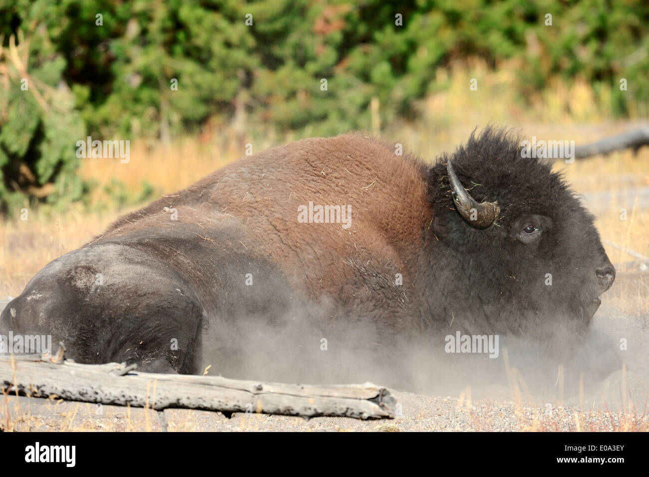American Bison or American Buffalo (Bison bison), male dust bathing ...