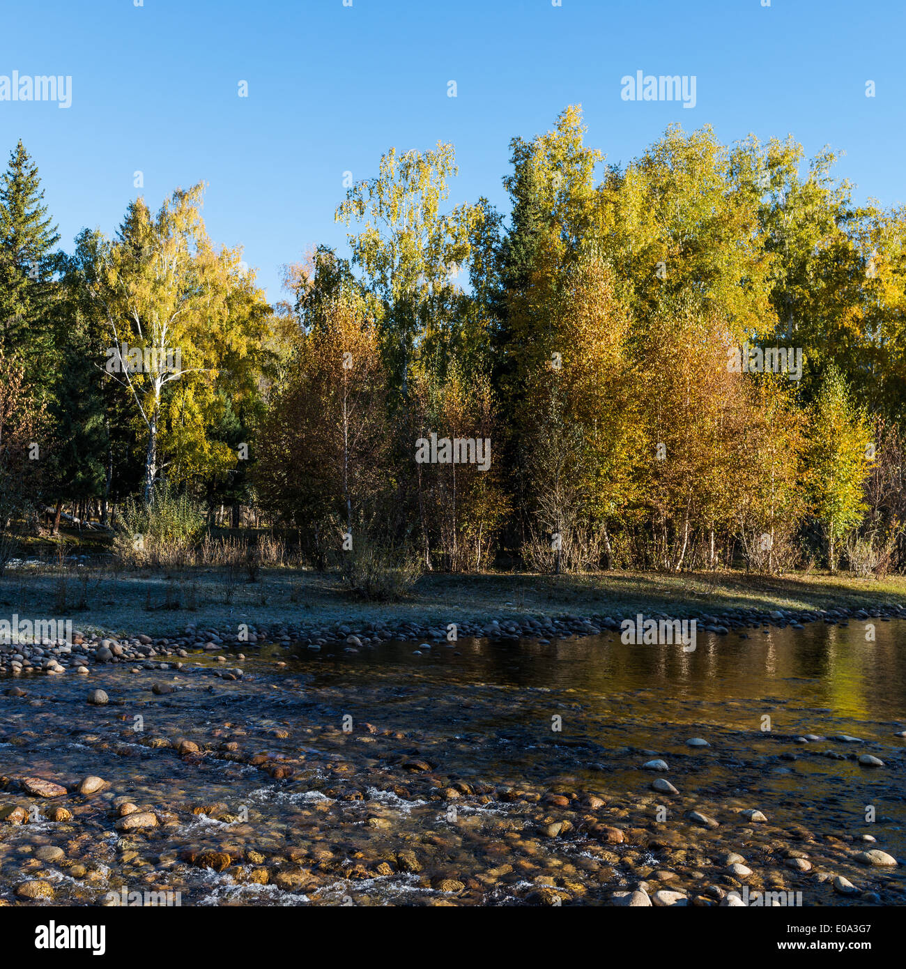 White fall birch trees with autumn leaves in background Stock Photo - Alamy