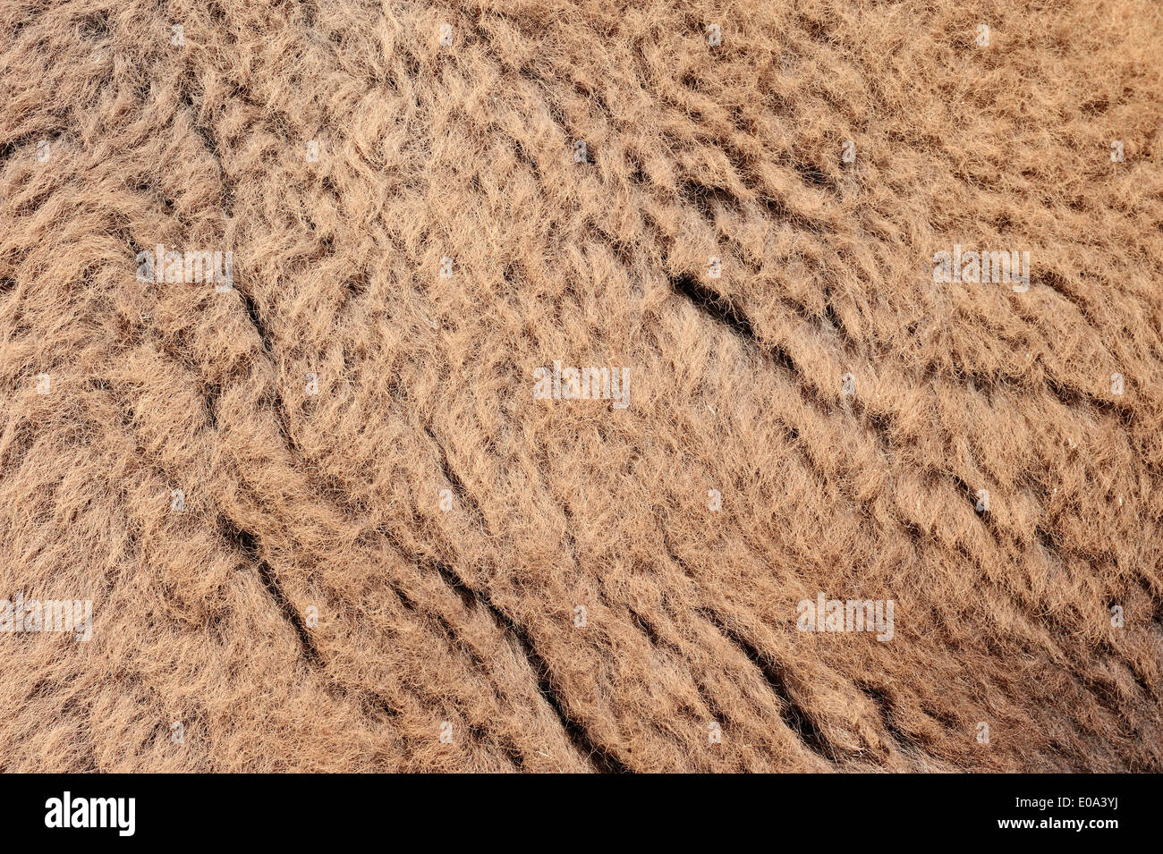 American Bison or American Buffalo (Bison bison), coat detail ...