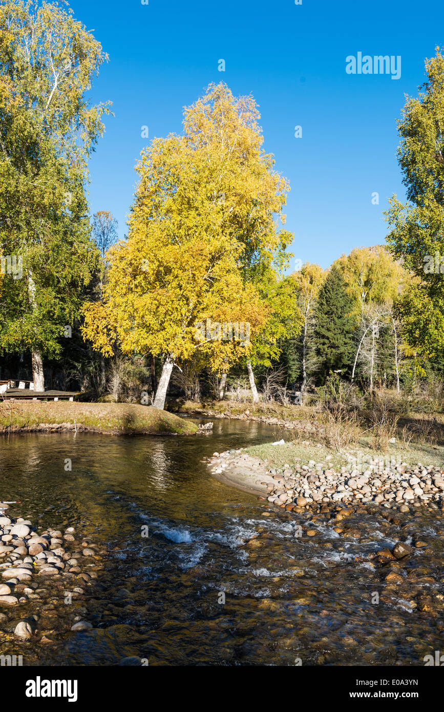 White fall birch trees with autumn leaves in background Stock Photo - Alamy