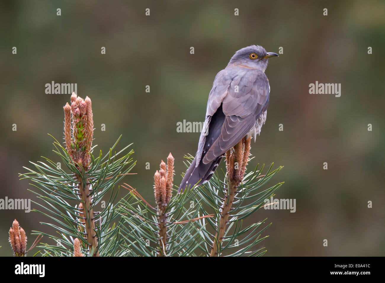 European cuckoo cuculus canorus hi-res stock photography and images - Alamy